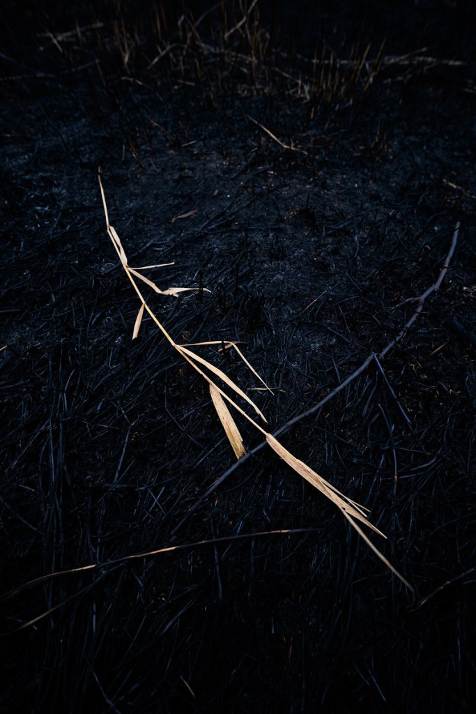 2021 retrospective – Evan Pak Photography